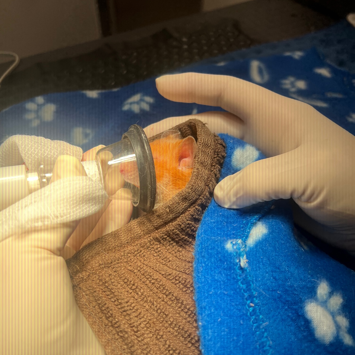 Surgery - Jewell Animal Hospital